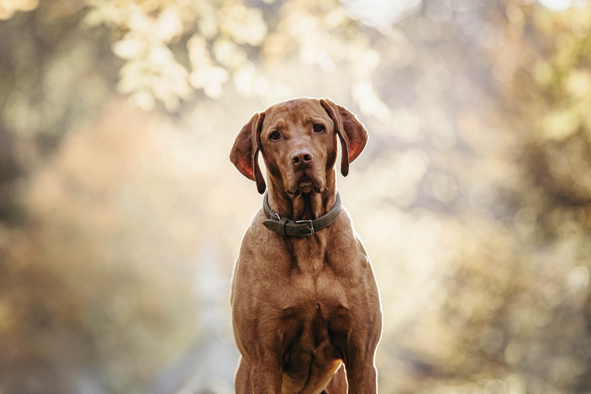 Portfolio » Dog Pet Portrait Photographer Guelph | Dogby Photography ...