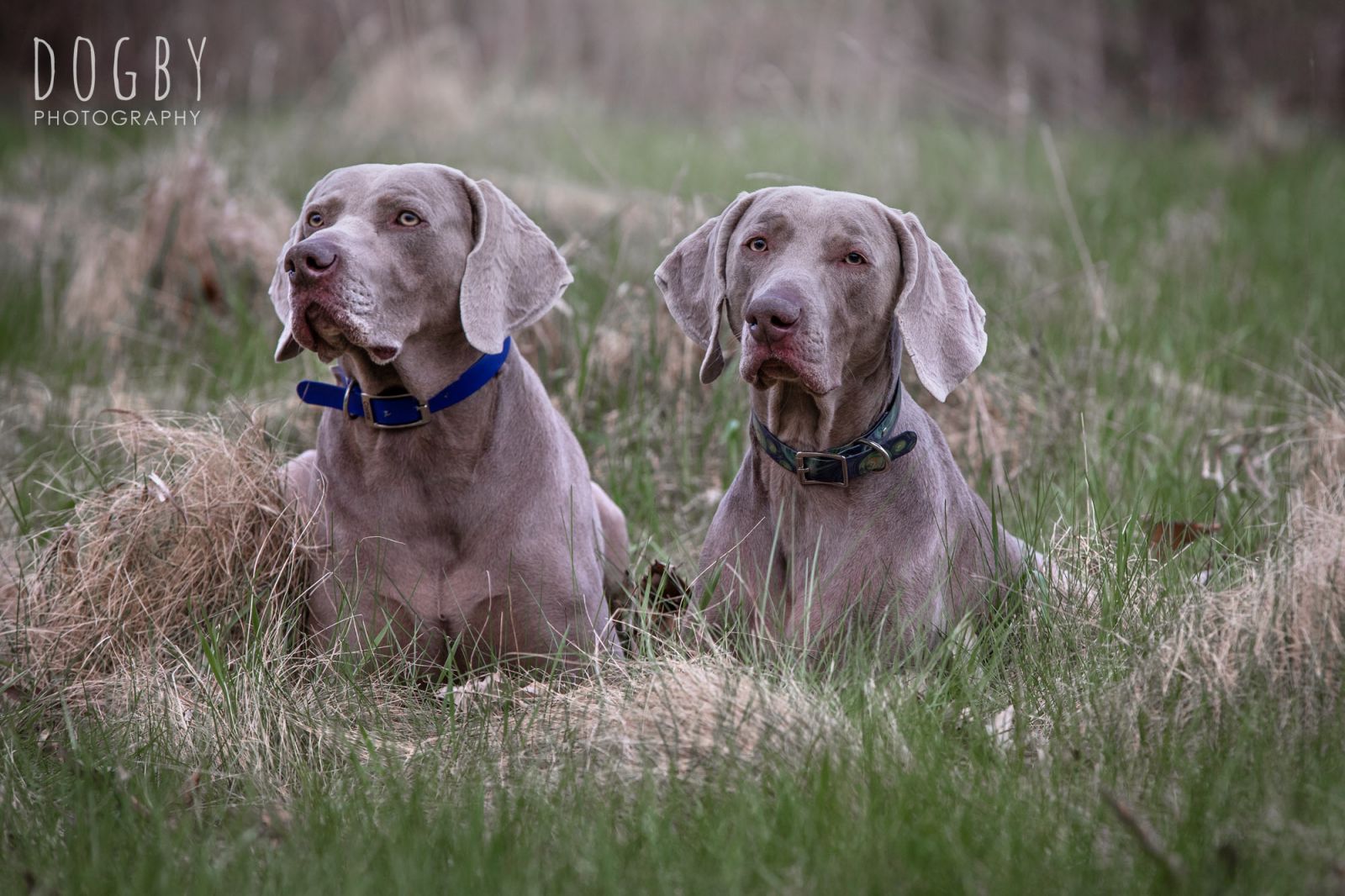 Weimaraner Dogs Guelph Pet Photographer | Jasper & Monty » Dog Pet ...
